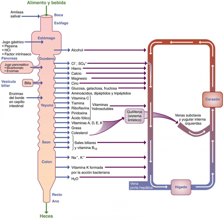 Nutrientes: los componentes de los alimentos - Vivo Sano